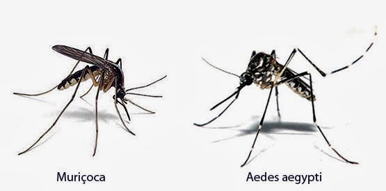 Diferença Entre Pernilongo E Dengue