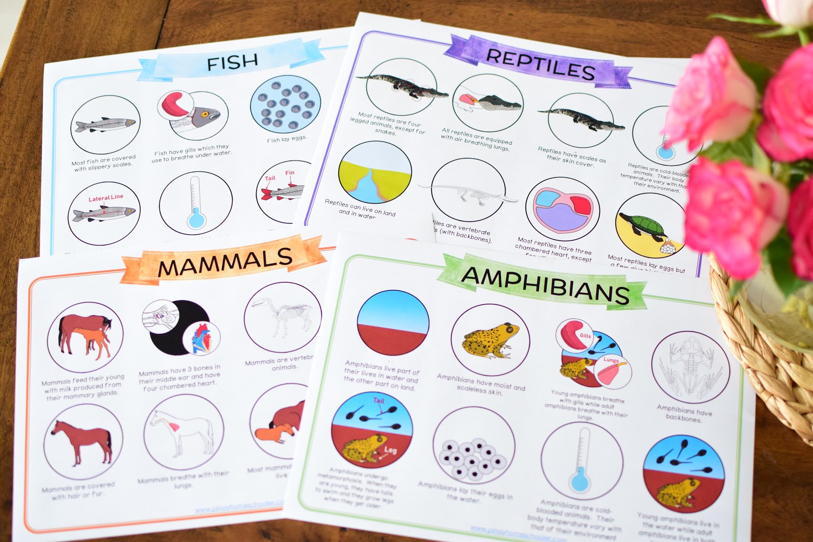 The Pinay Homeschooler: zoology