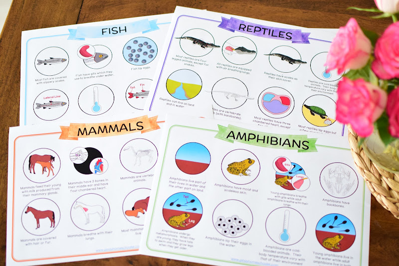 Animal Characteristics (Vertebrates) Learning Pack | The Pinay Homeschooler