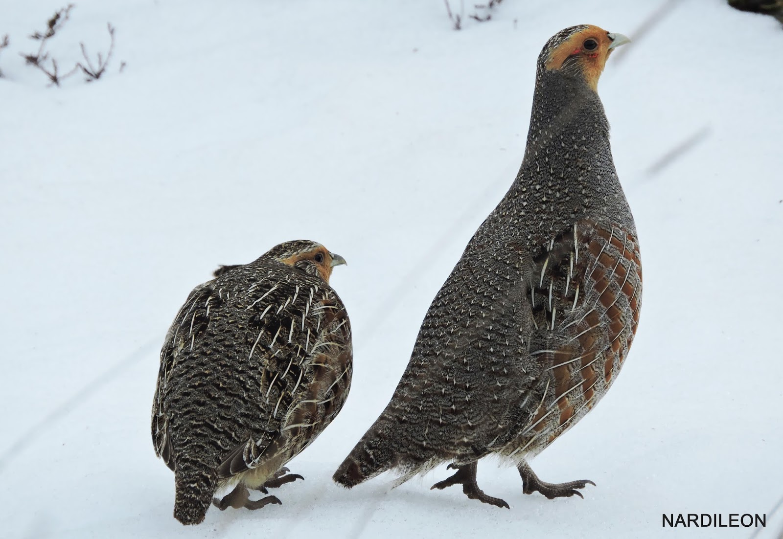 NARDILEON: Perdiz pardilla (Perdix perdix)