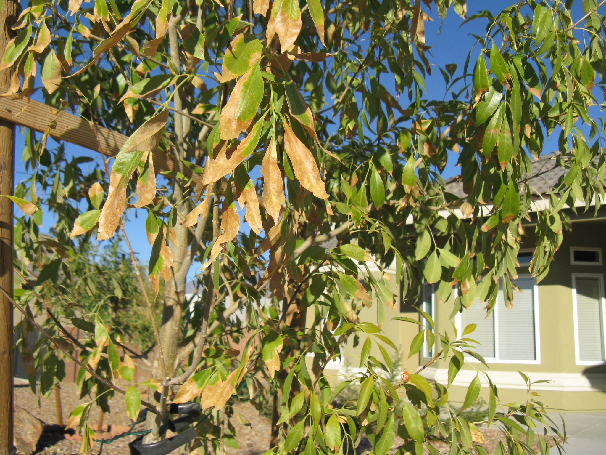 Xtremehorticulture of the Desert: What To Do with Ash Trees That Have ...