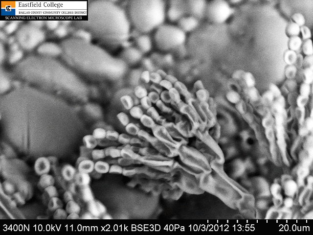 Scanning Electron Microscope Blog: April 2013