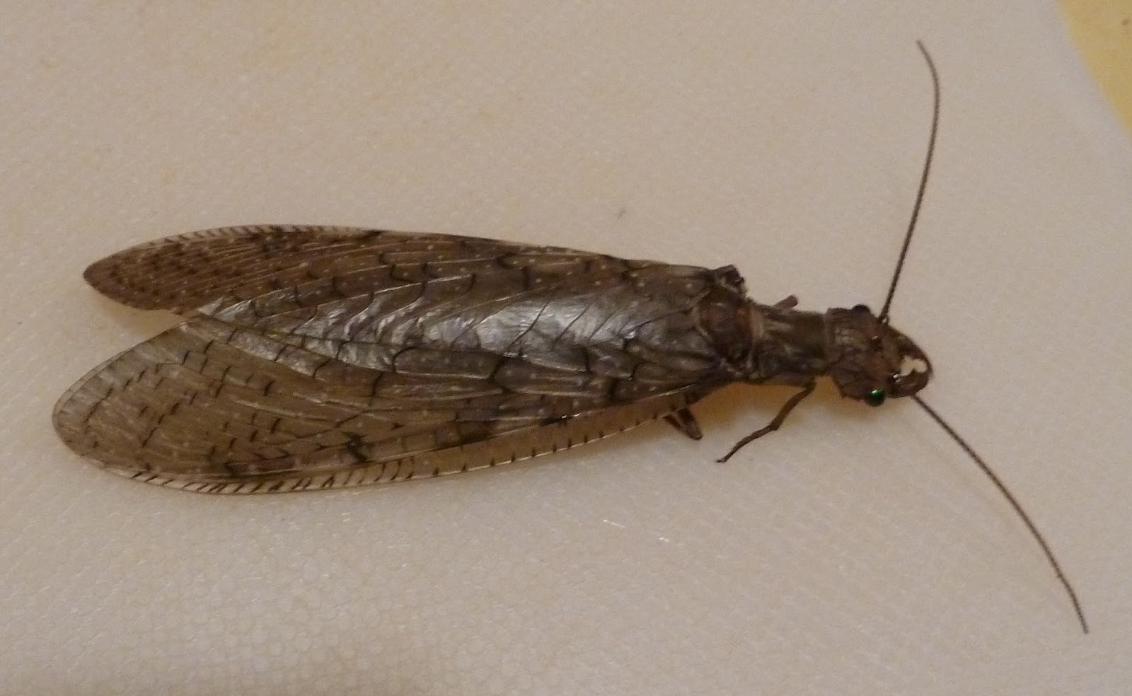 Springfield Plateau: Dobson Flies