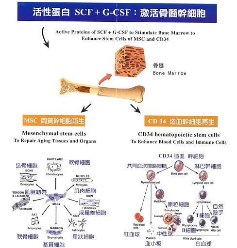 SOLUS : THE KEY TO ACTIVATE THE STEM CELLS