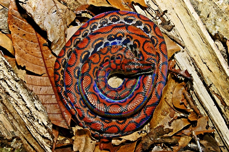 Brazilian Reptiles - The ZT2 Round Table