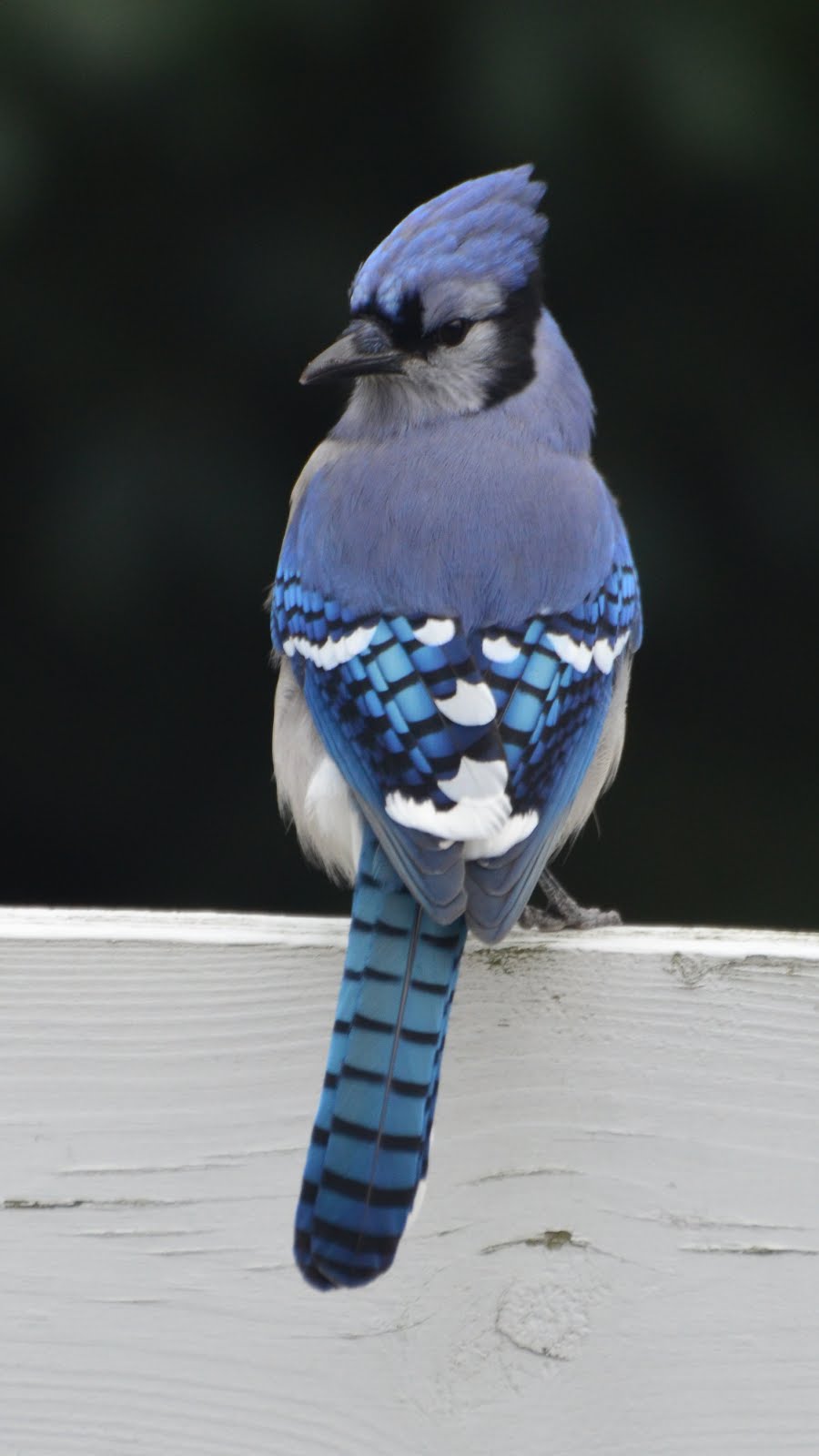 Photo Adventure Guild: Blue winged blue bird
