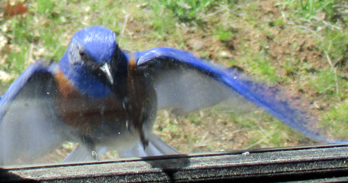 Travels with ButterCup: That Damn Bird!