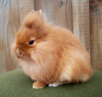 Lionhead Rabbit | The Life of Animals