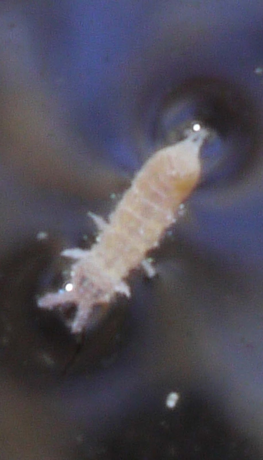 CABINET OF CURIOSITIES: Springtails walking on water