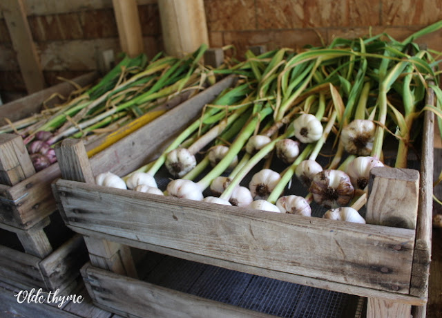 Harvesting and Curing Garlic