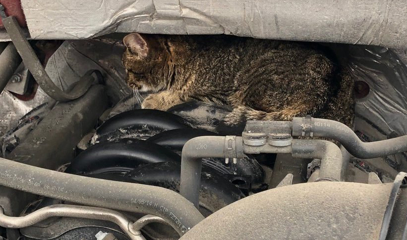 Just A Car Guy: It's the time of year when cold stray cats climb into ...
