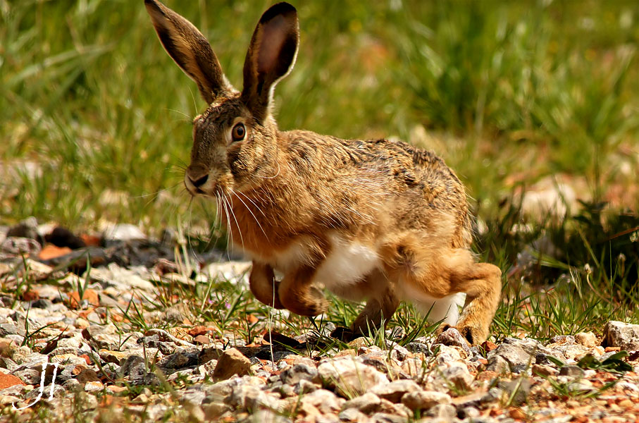 Imágenes de nuestra fauna: Liebre (Lepus granatensis)