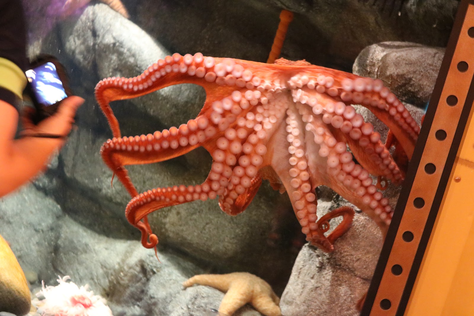 Octopus Pics At The Akron Zoo