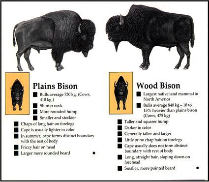 A Woodsrunner's Diary: Wood Bison & Powder Horns.