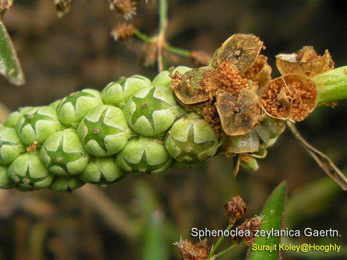 Medicinal Plants: Sphenoclea zeylanica, Sfenoclea, Chicken-spike, Nandu ...