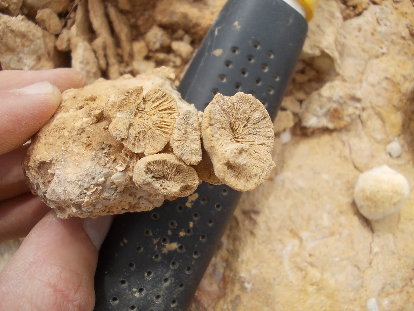 FOSILI - HERCEGOVINA: NAKON VIŠE OD 100 GOD.PREDSTAVLJAMO NALAZIŠTE ...