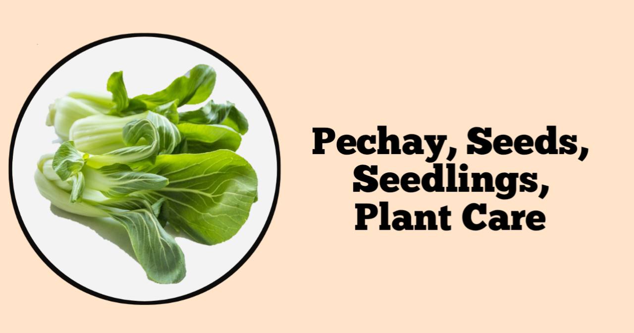 Pechay, Seeds, Seedlings, Plant Care, Green, Gulay - Cool Pechay