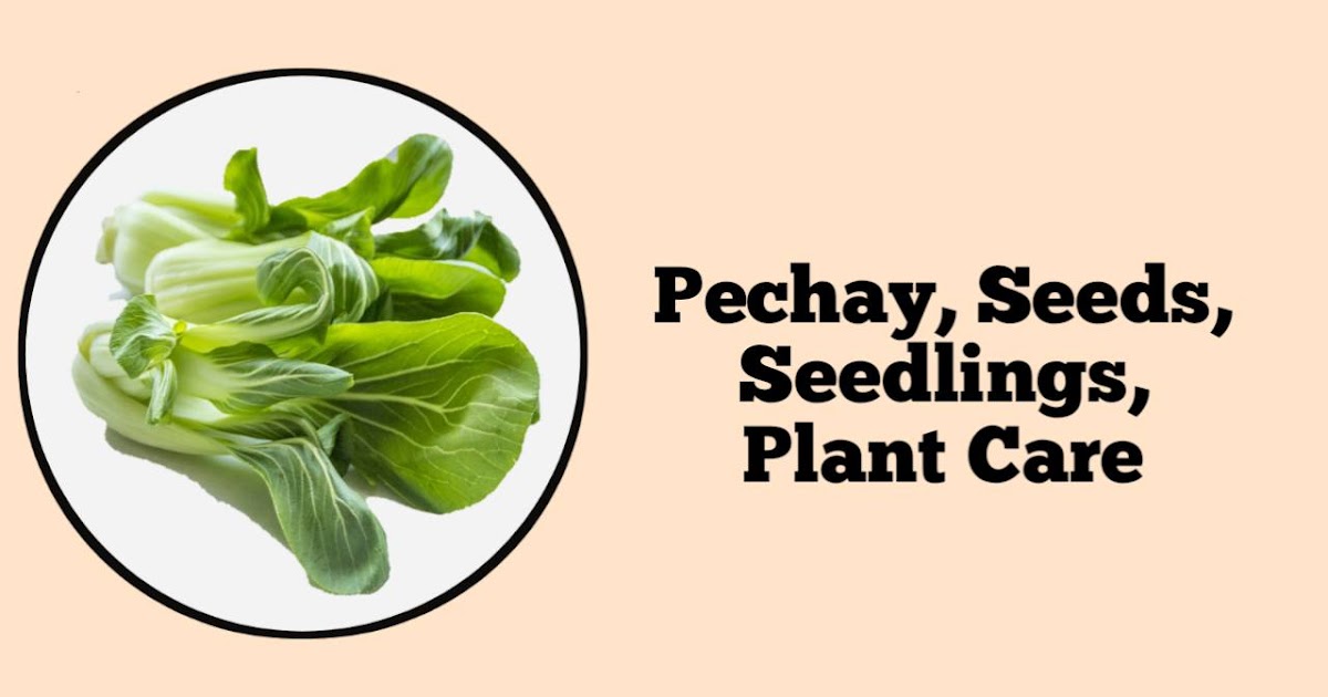 Pechay, Seeds, Seedlings, Plant Care, Green, Gulay - Cool Pechay