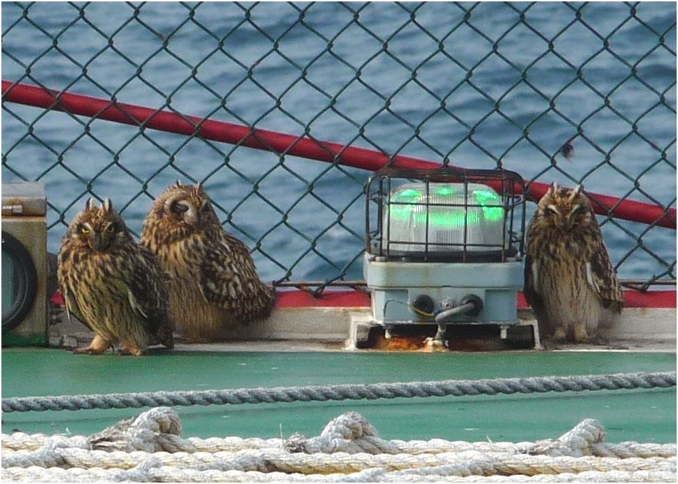 Islay Natural History Trust: Short-eared owls in the North Sea - Neil Brown