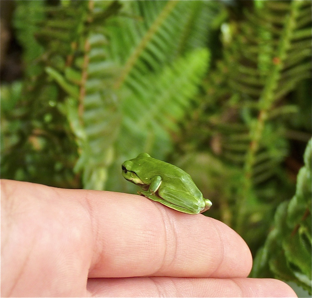Pieces of Contentment: Cute Little Frogs