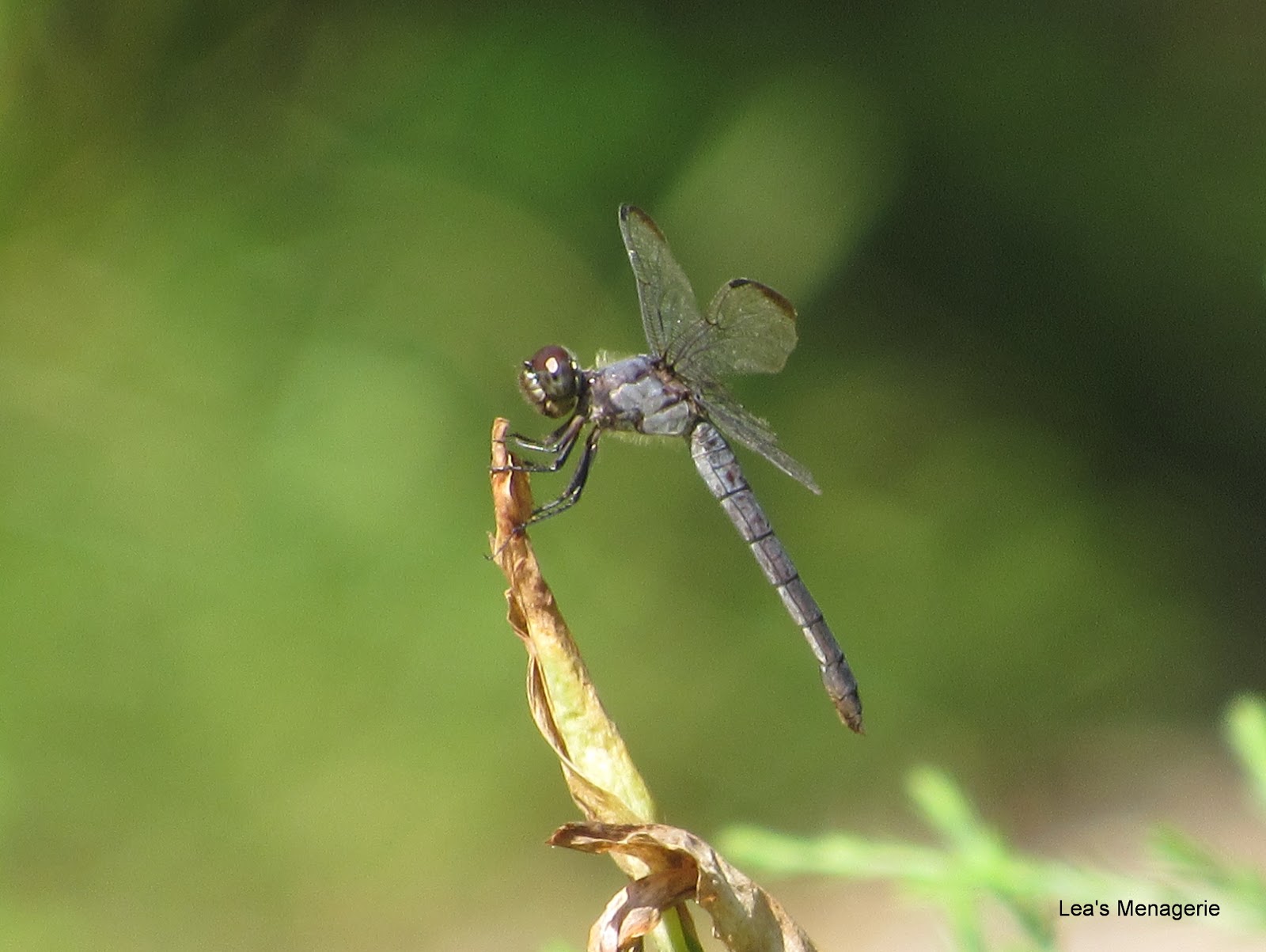 Lea's Menagerie: Dragonfly, August 1, 2018