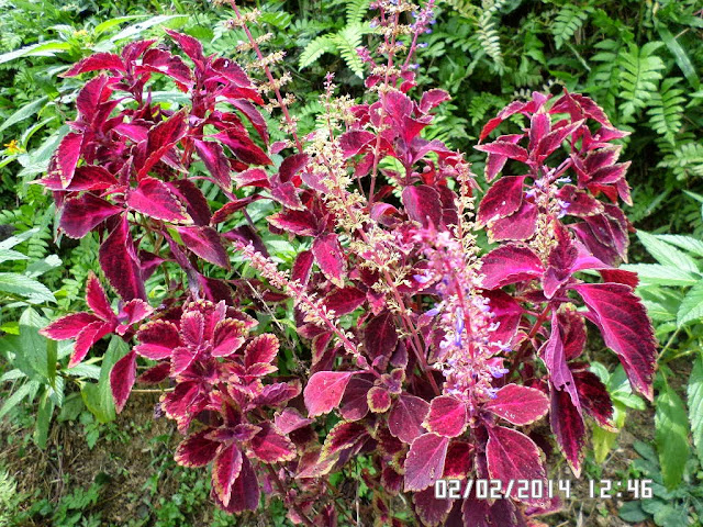 Taman Photo Ku: Bunga Ati-Ati Merah