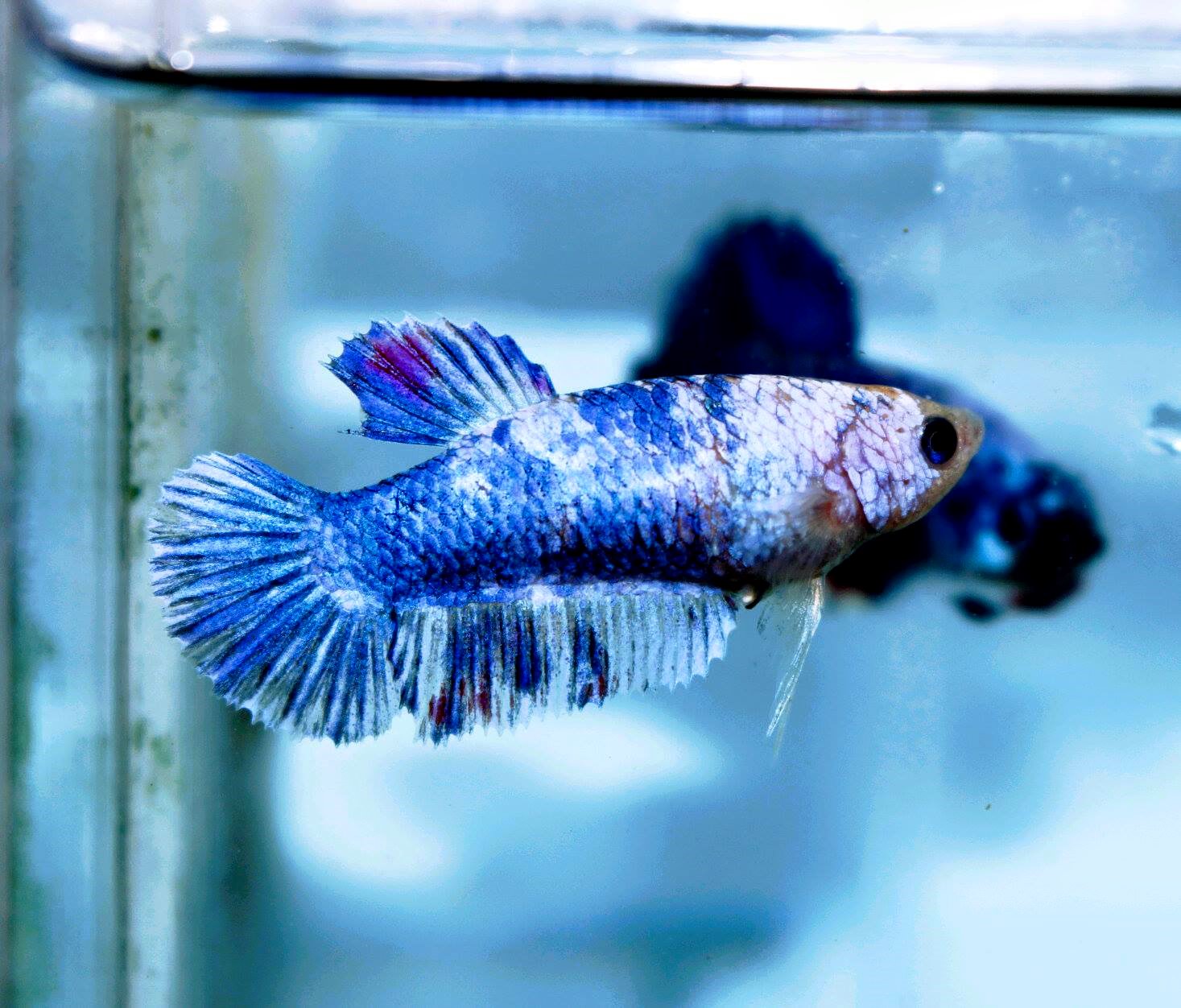 cara sukses BREEDING IKAN CUPANG / BETTA untuk pemula