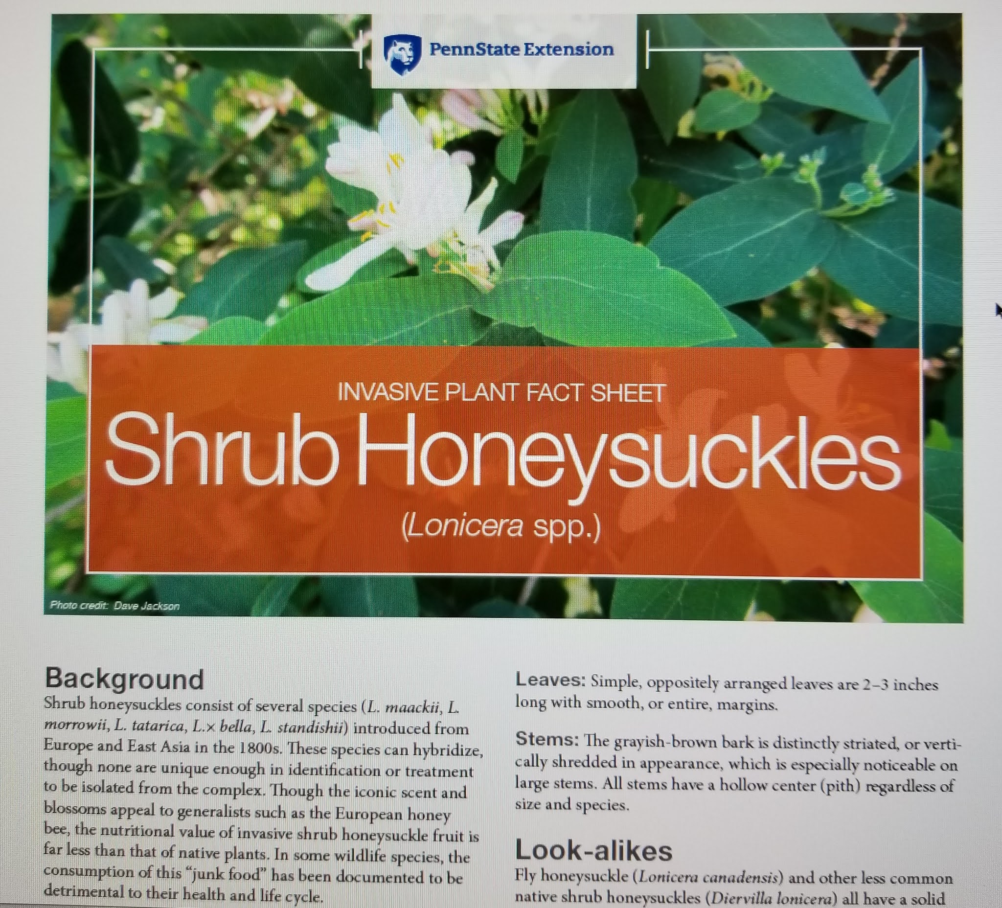 Central Pennsylvania Forestry: Announcing New Invasive Plant Fact ...