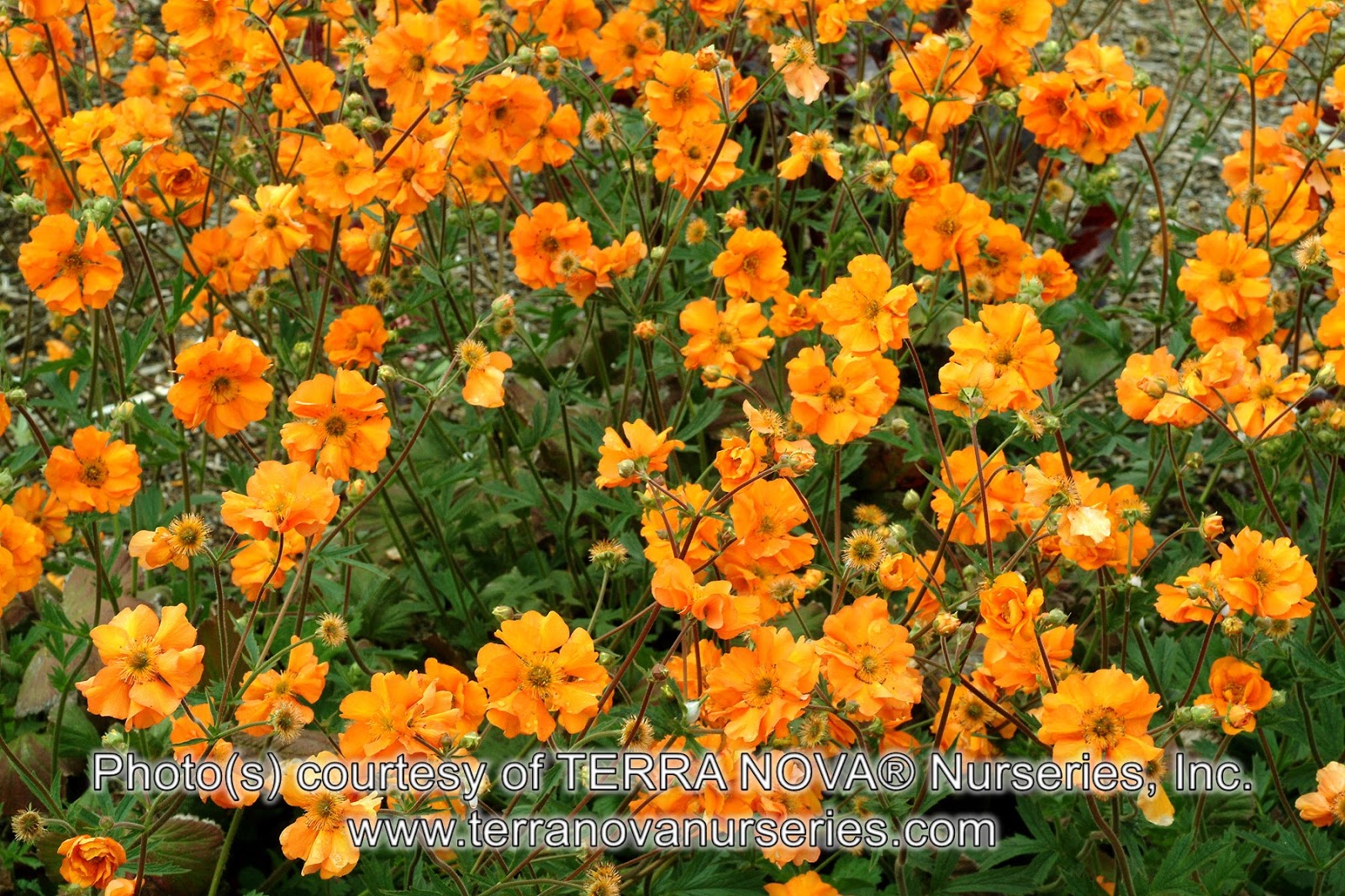 Confessions Of A Plant Geek: Garden Gems: Geum