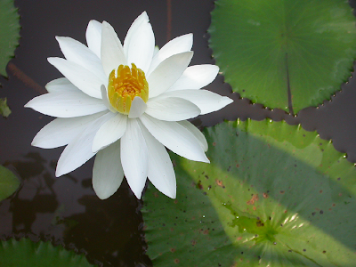 We love Our Bangladesh: White water Lily or Sada Shapla is the national ...
