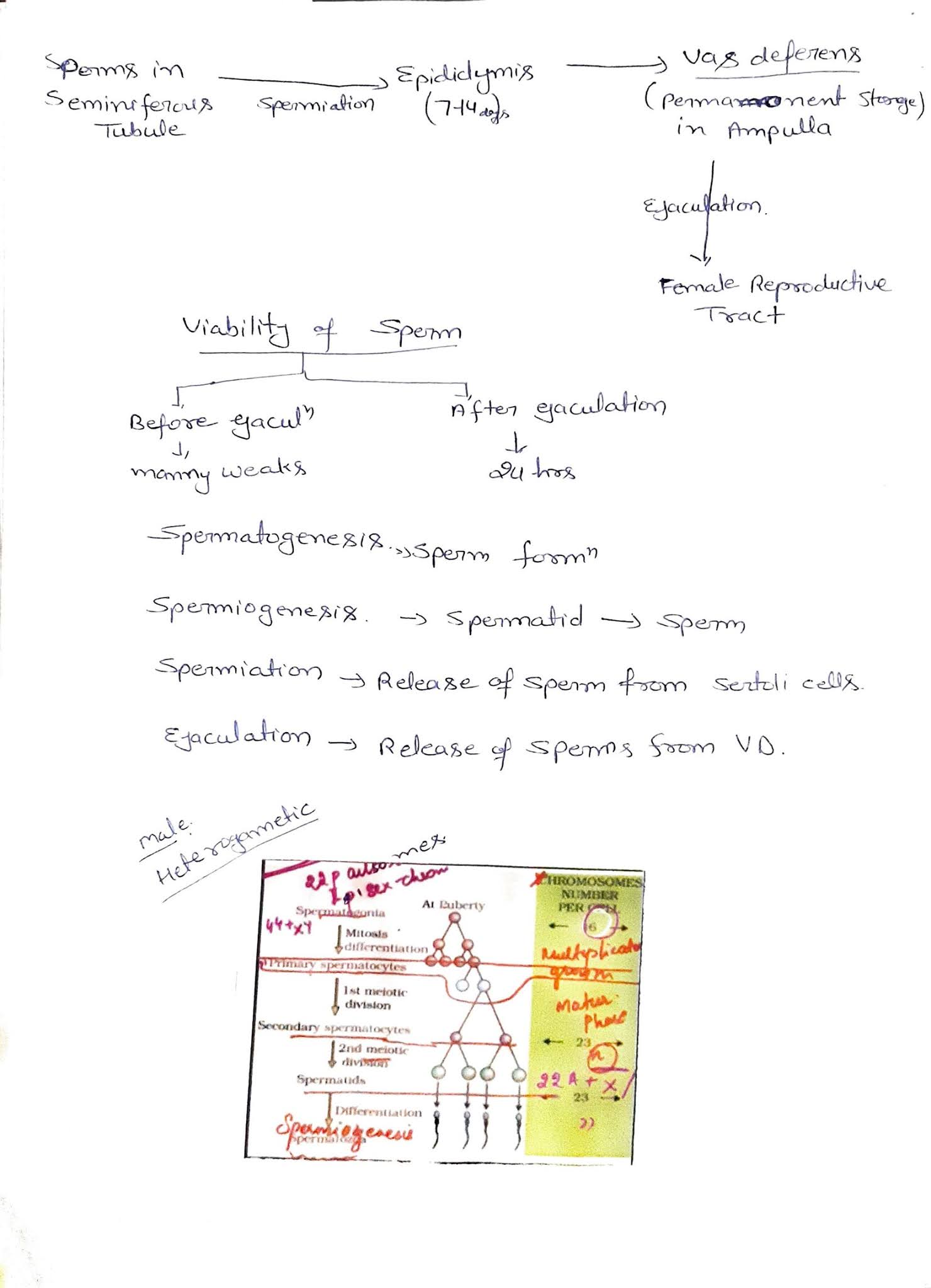 Human reproduction class 12 class notes - Studypur