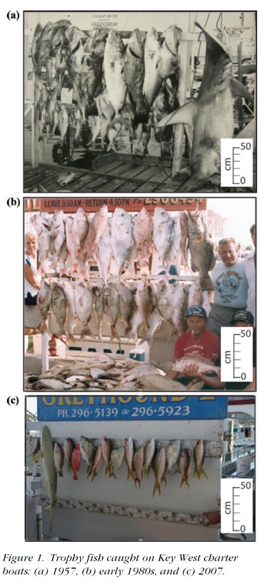 Through the Aquarium Glass: Salvaging Historical Ocean Data; the role ...