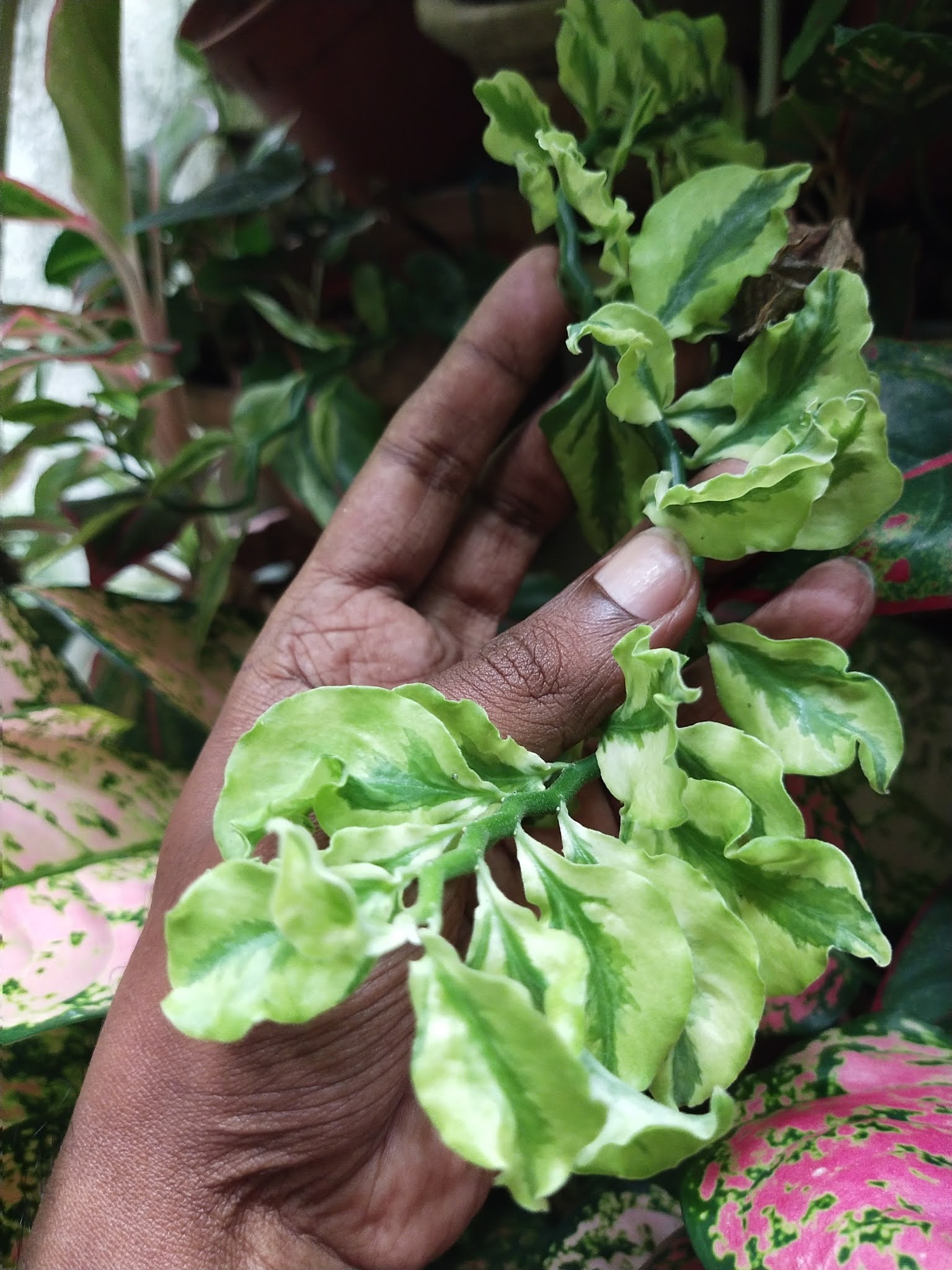 Garden Chronicles of James David: How to Care & Cultivate Different Types of Zig-Zag Plant ...