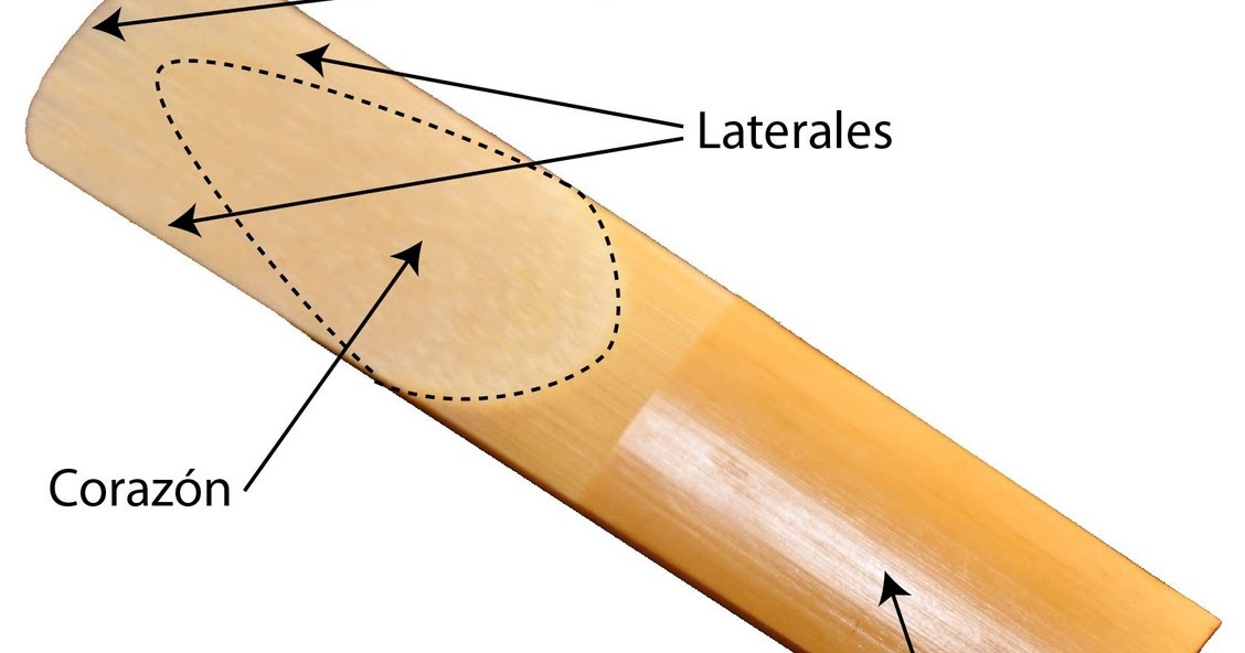 Todo sobre Saxophone: Partes del Saxofon