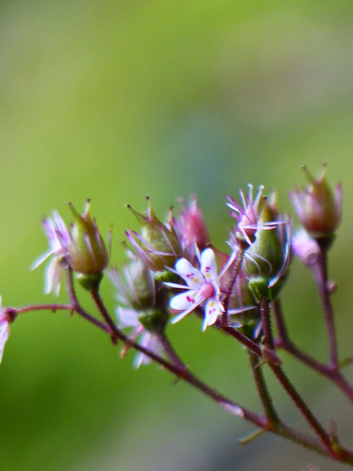 Saxifraga umbrosa | Wild flowers of Europe by Anita Beijer