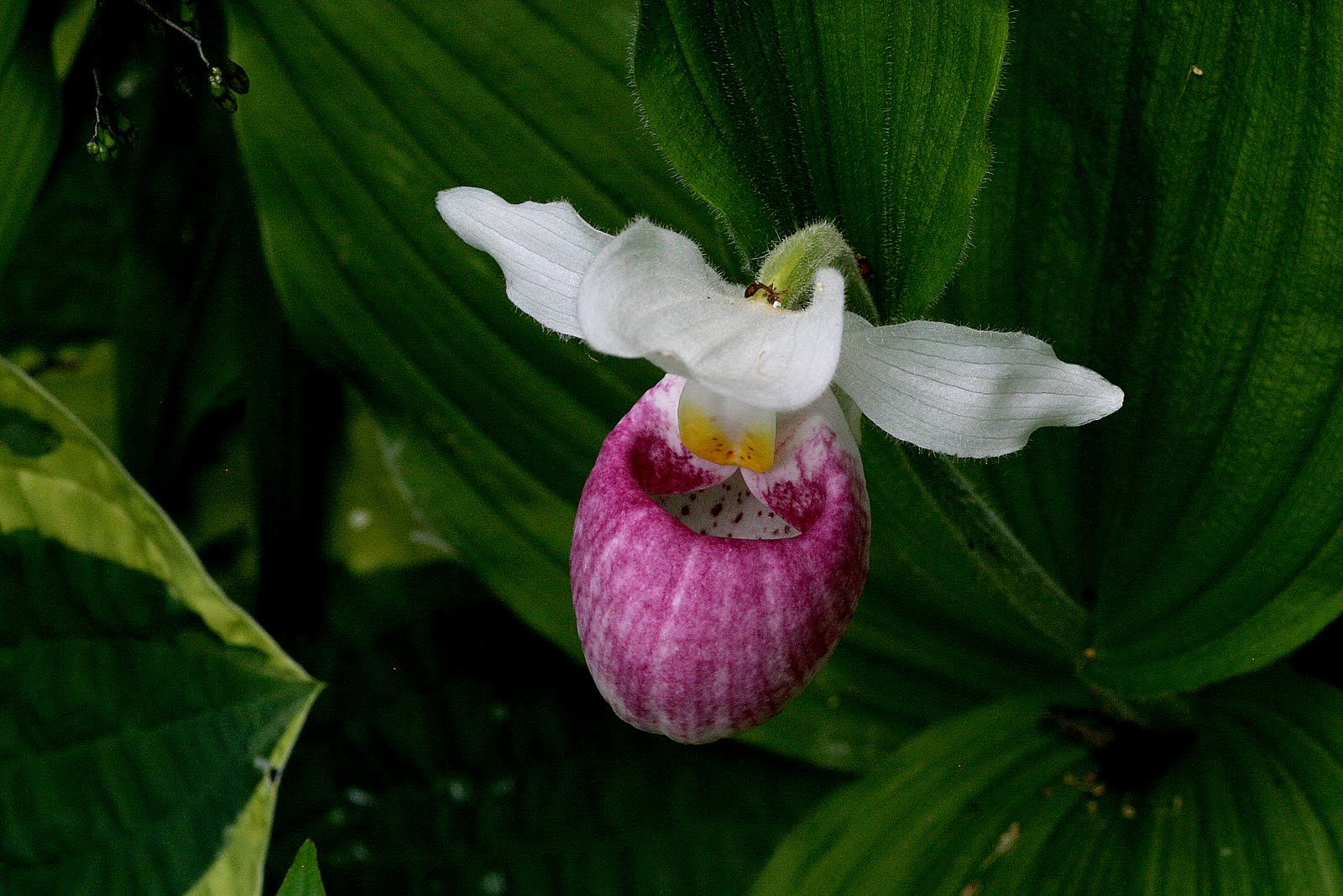 43 Carbutt: PEI's Flower