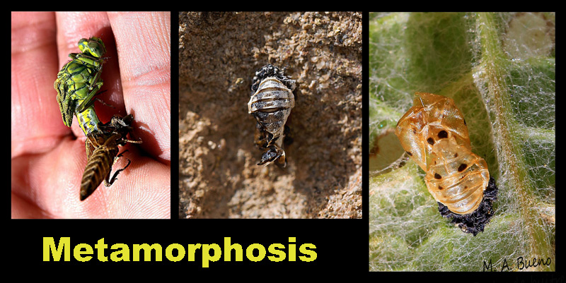 HUESCA Y LA SIERRA DE GUARA: junio 2019