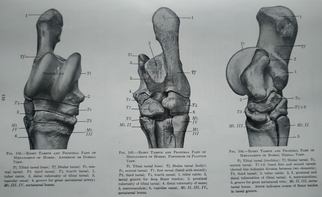 Bones of Tarsus | Gross Anatomy | Anjani Mishra