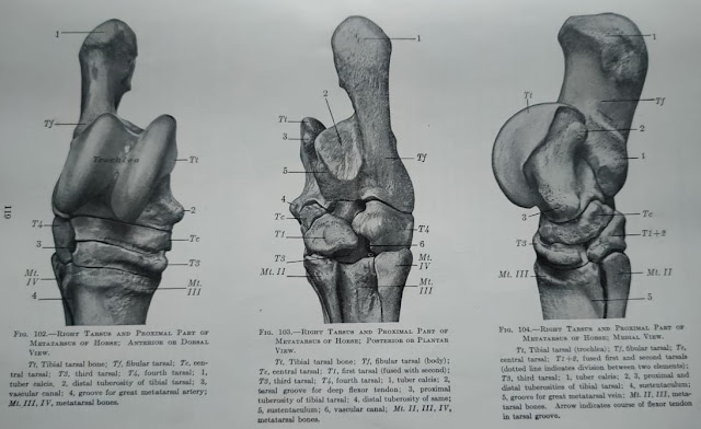 Bones of Tarsus | Gross Anatomy | Anjani Mishra