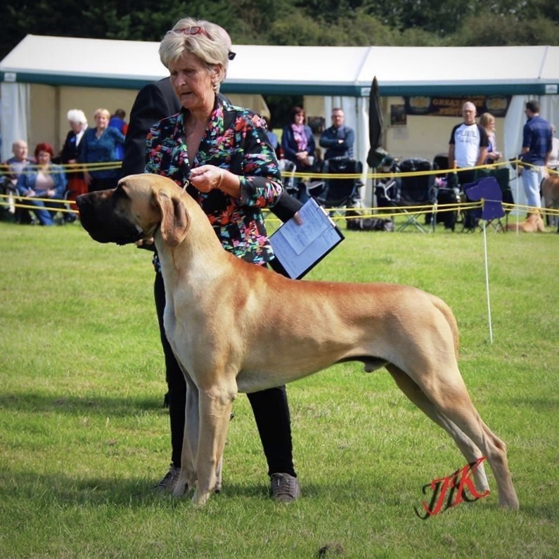CULSEANDANES GREAT DANES: Great Dane Champions of 2018