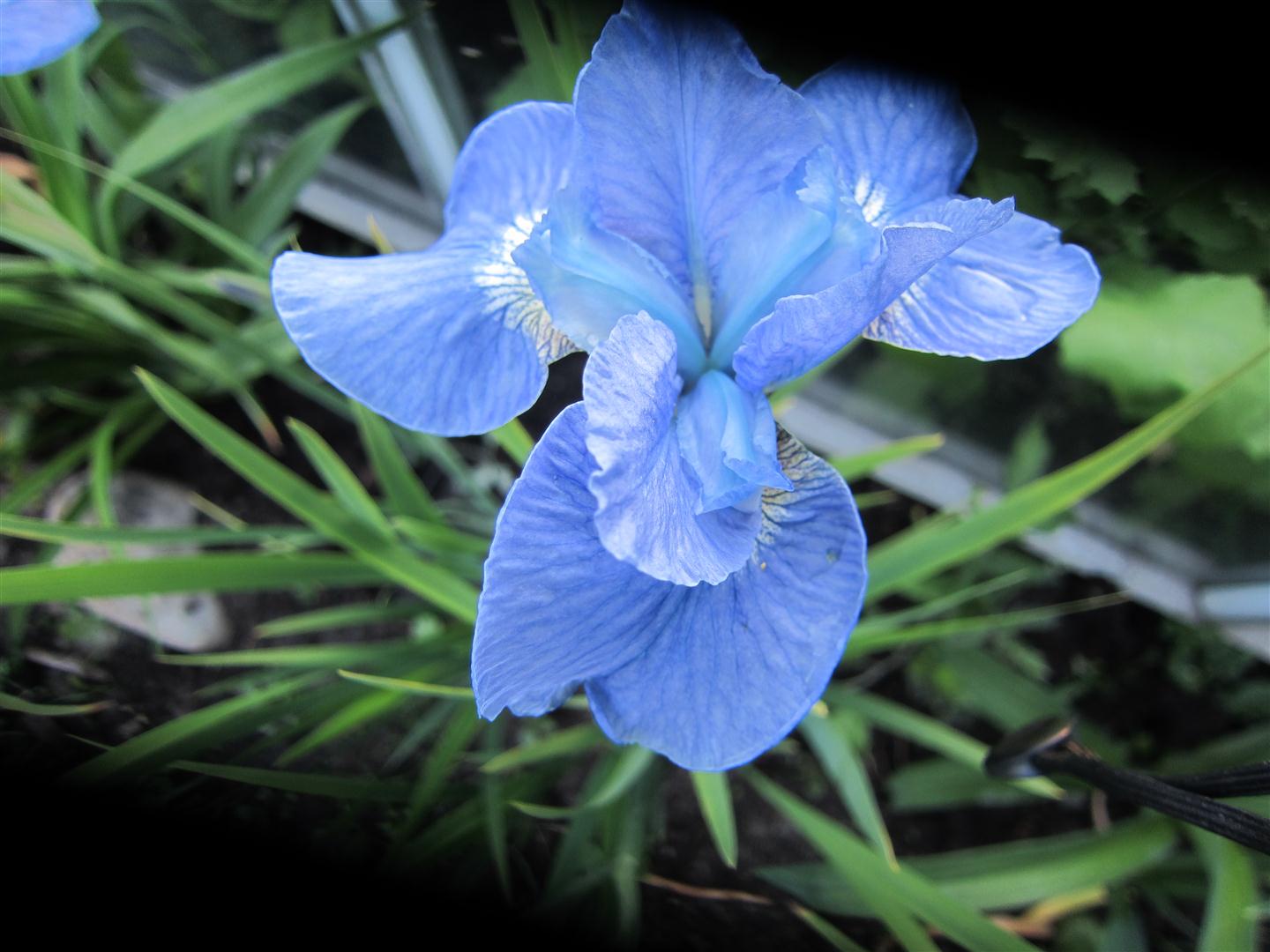 Mariehem i Skåne: Nu är det "Iris" tid.