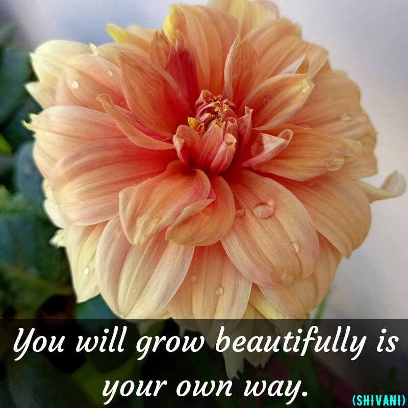 Best 30 Inspirational Flower Quotes With Beautiful Pictures-Quotes ...