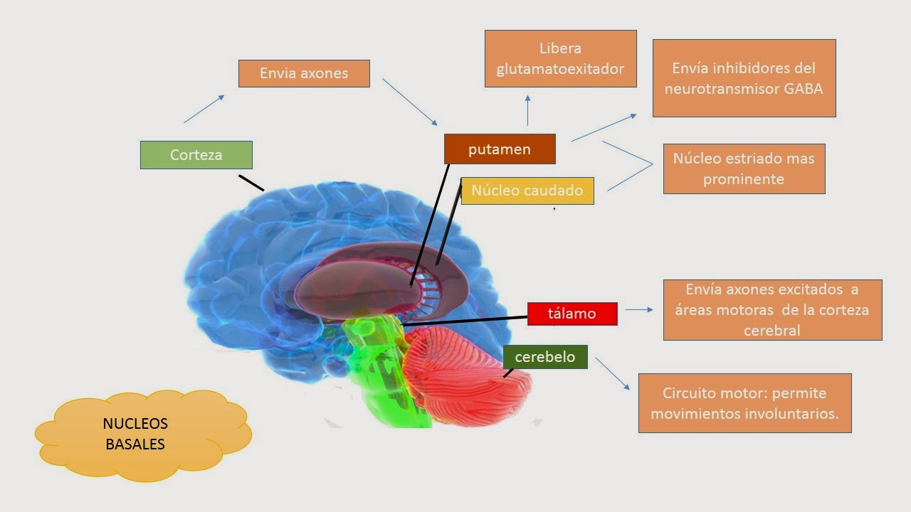 Fisiología básica de alejandra sandoval: Núcleos basales