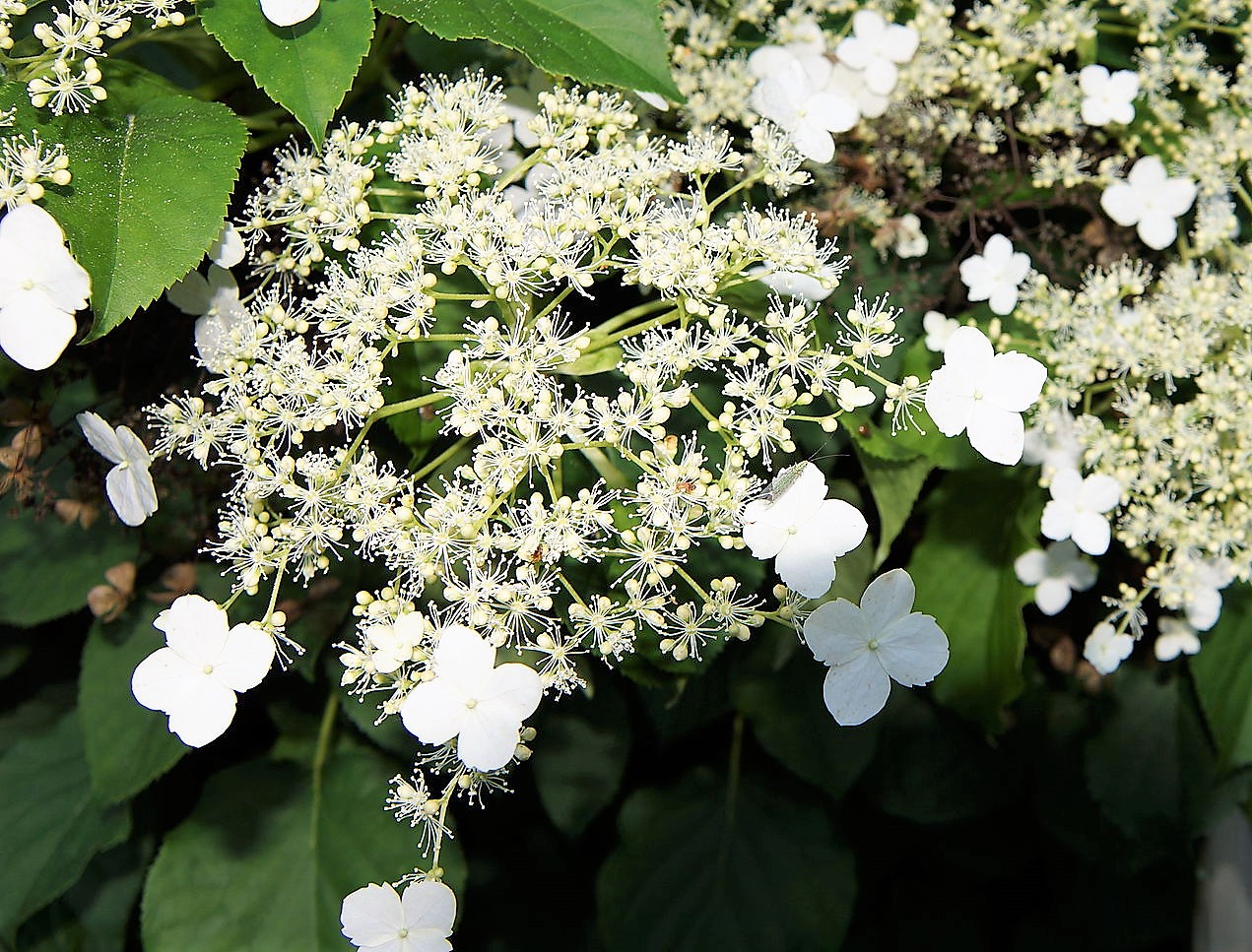 HOW TO GROW HYDRANGEA PETIOLARIS |The Garden of Eaden