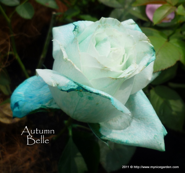 My Nice Garden: Blue Roses at Floria 2011