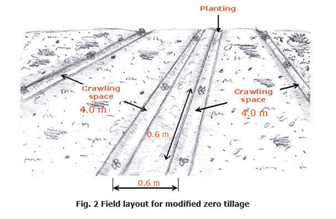 Watermelon (Pakwan) Cultivation Guide: All You Need to Know in Planting ...