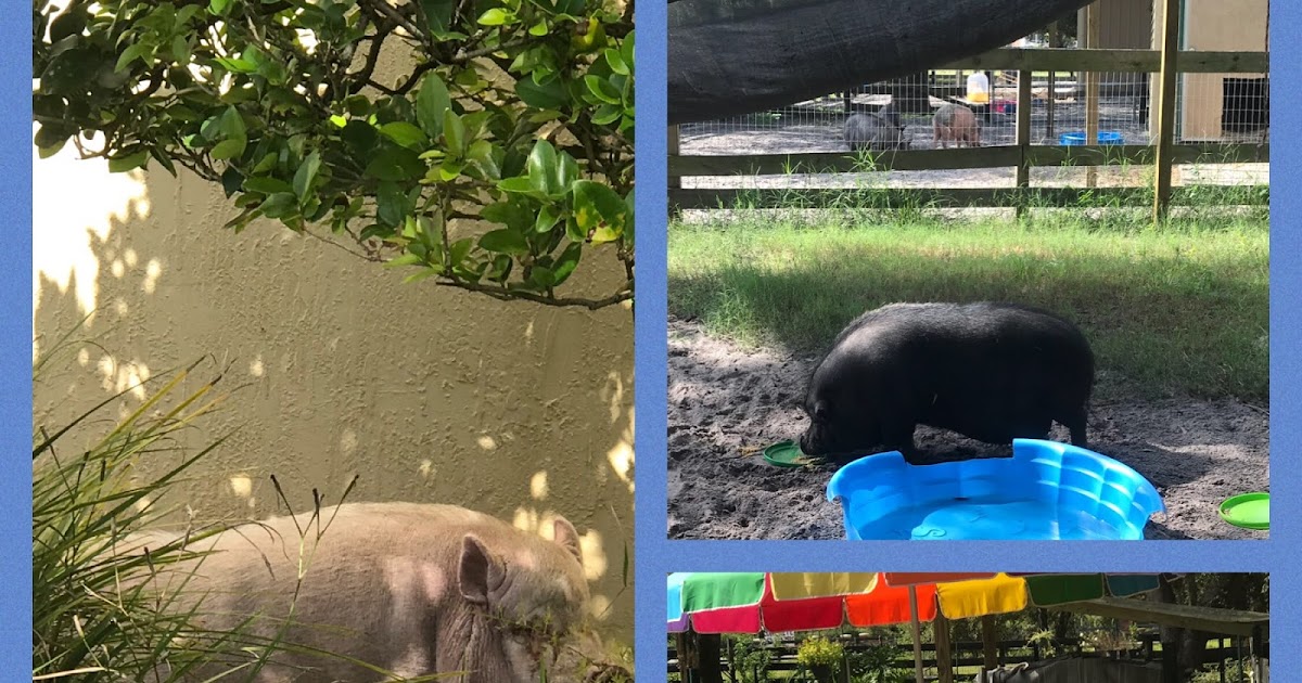 Pot Bellied Pigs Blog: Heat and Pigs