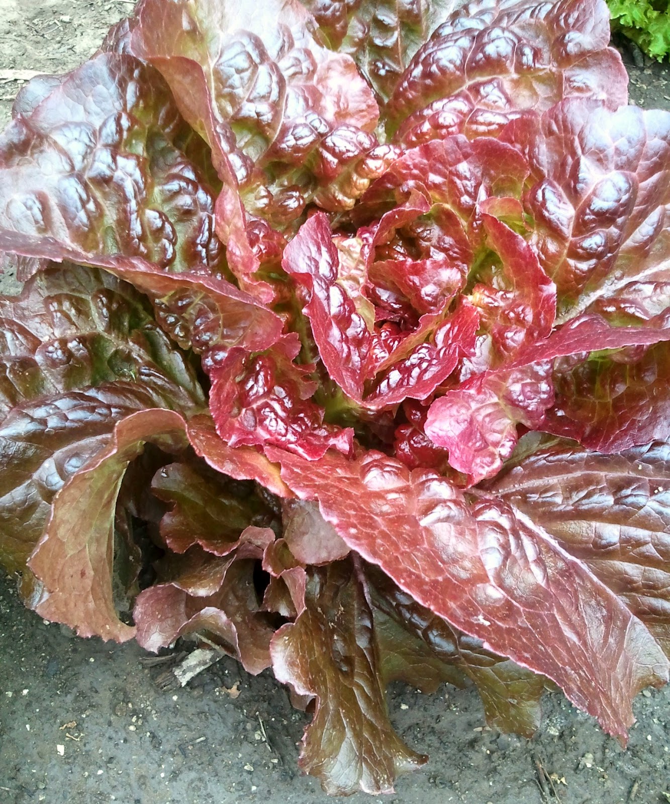 Wholesome Practices: Grow Your Own