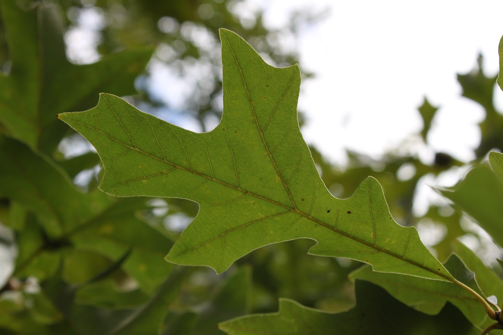 Centenary College Arboretum: Tree of the week: Overcup Oak (Quercus lyrata)