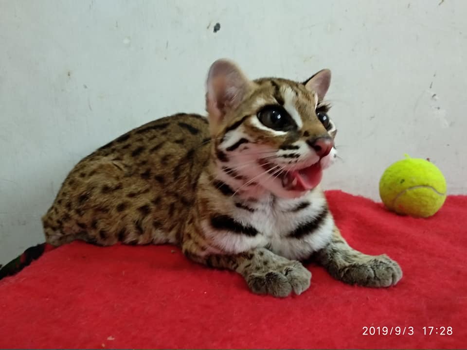 Cara Memelihara Kucing Hutan Blacan dan cara Menjinakkannya - IDNFARMERS